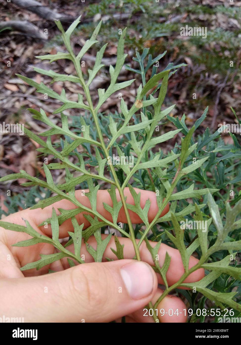 Crinkle Bush (Lomatia silaifolia) Plantae Stock Photo - Alamy