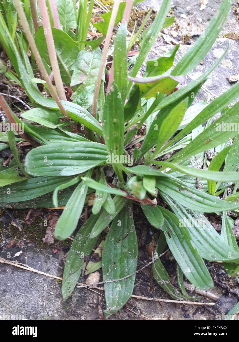 ribwort plantain (Plantago lanceolata) Plantae Stock Photo - Alamy