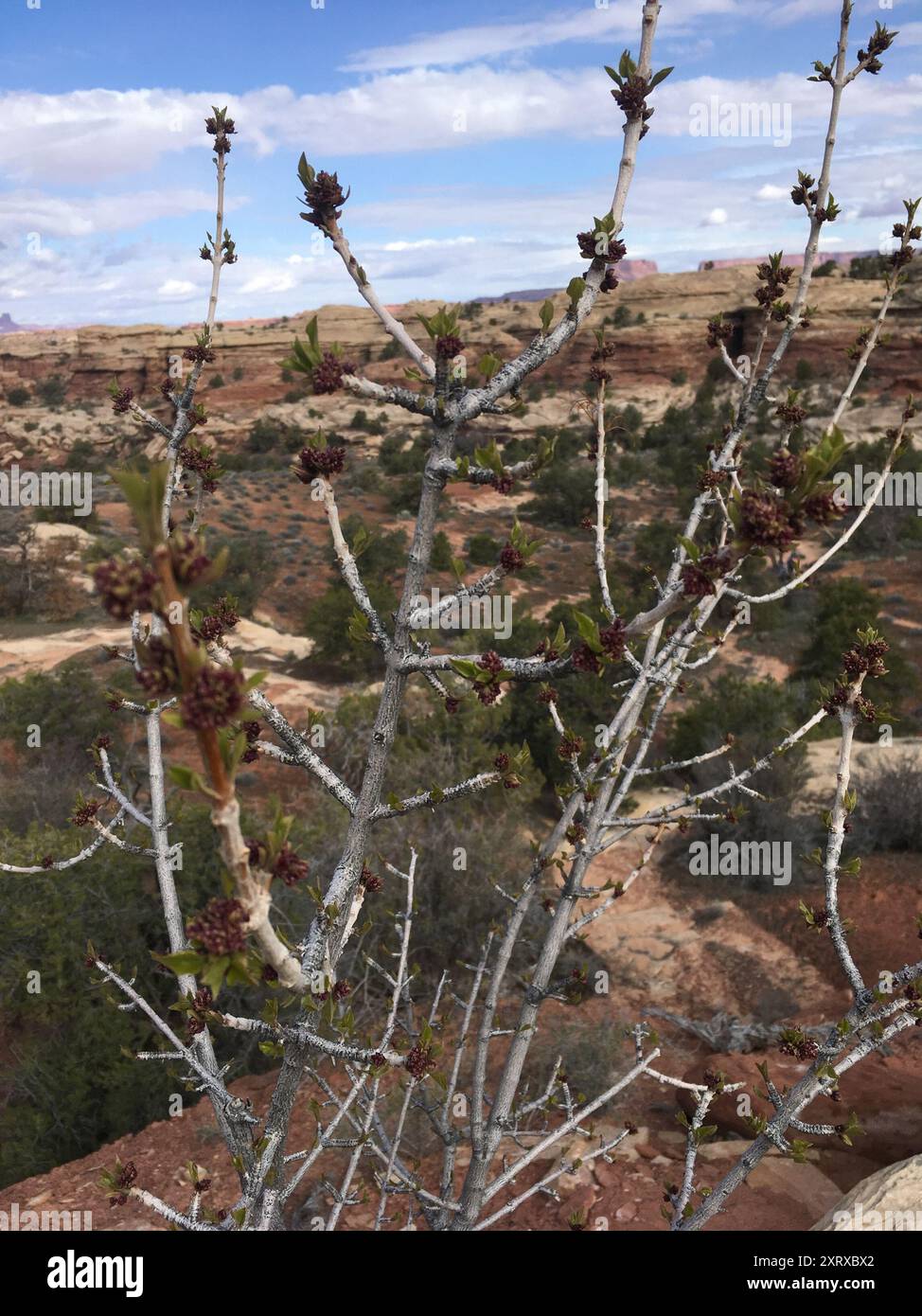 single-leaf ash (Fraxinus anomala) Plantae Stock Photo - Alamy