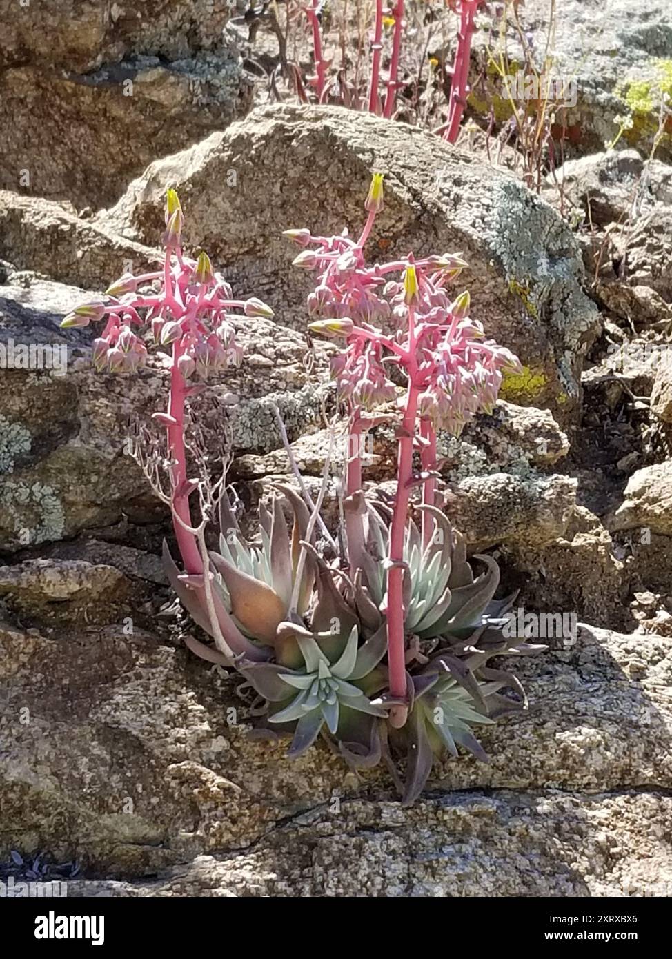 Panamint liveforever (Dudleya saxosa) Plantae Stock Photo - Alamy
