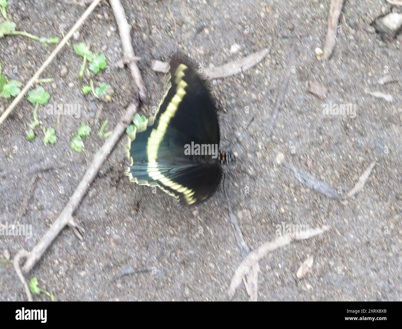 Polydamas Swallowtail (Battus polydamas) Insecta Stock Photo - Alamy