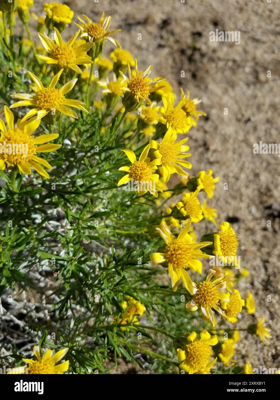 narrowleaf goldenbush (Ericameria linearifolia) Plantae Stock Photo - Alamy