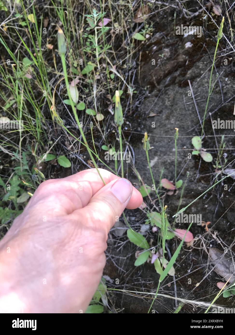 Smooth Cat's Ear (Hypochaeris glabra) Plantae Stock Photo - Alamy