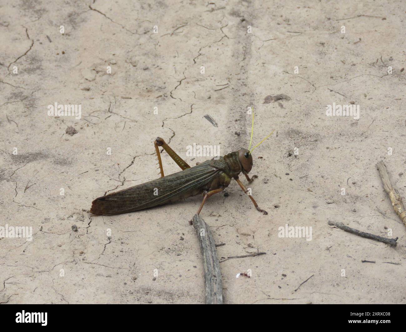 Violet winged grasshopper hi-res stock photography and images - Alamy
