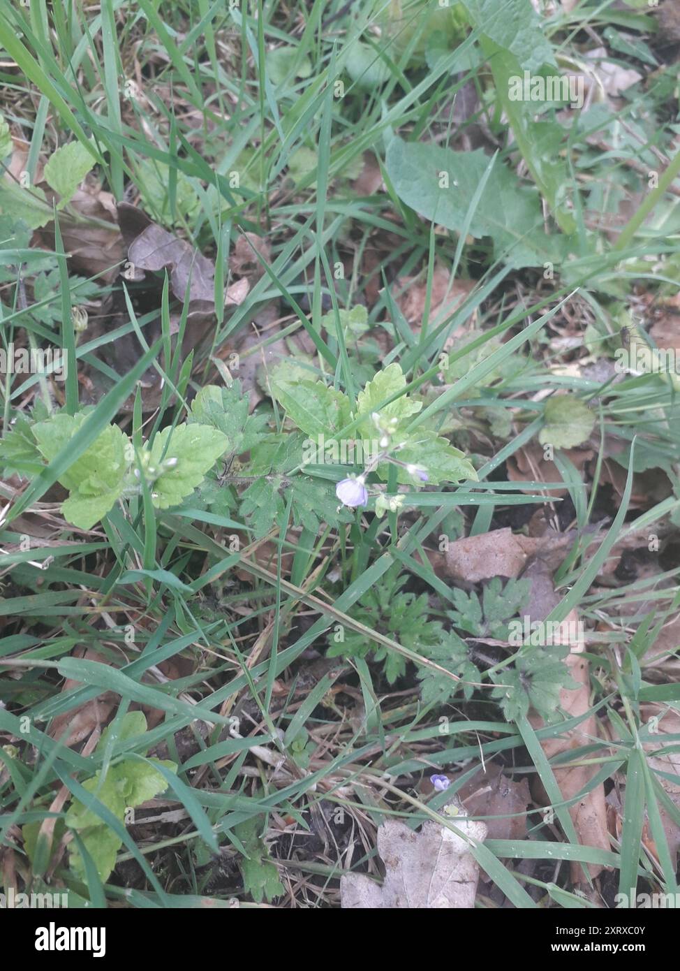 Wood Speedwell (Veronica montana) Plantae Stock Photo - Alamy