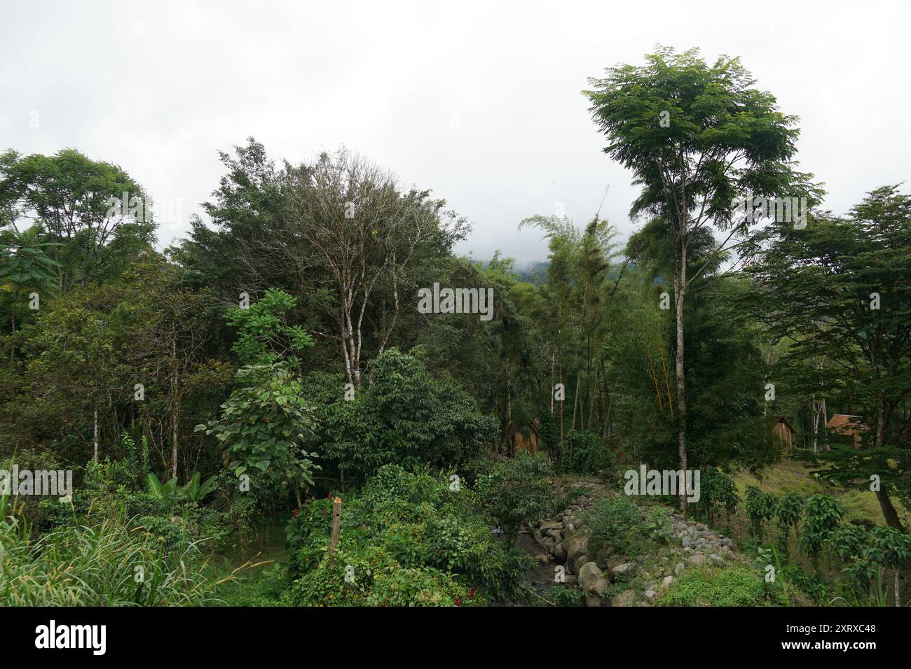 Cloud forest, Mindo Valley, Ecuador, South America Stock Photo - Alamy