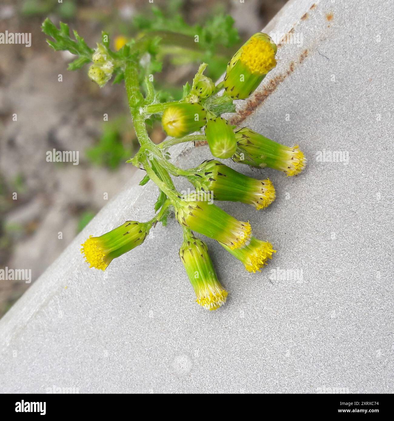common groundsel (Senecio vulgaris) Plantae Stock Photo - Alamy