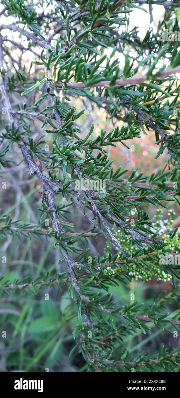 chamise (Adenostoma fasciculatum) Plantae Stock Photo - Alamy