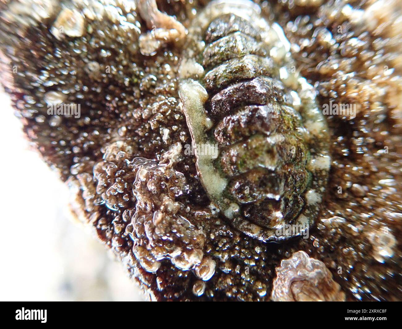 Chitons (Polyplacophora) Mollusca Stock Photo - Alamy