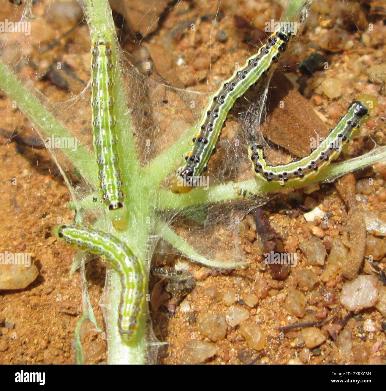 Butterflies and Moths (Lepidoptera) Insecta Stock Photo - Alamy