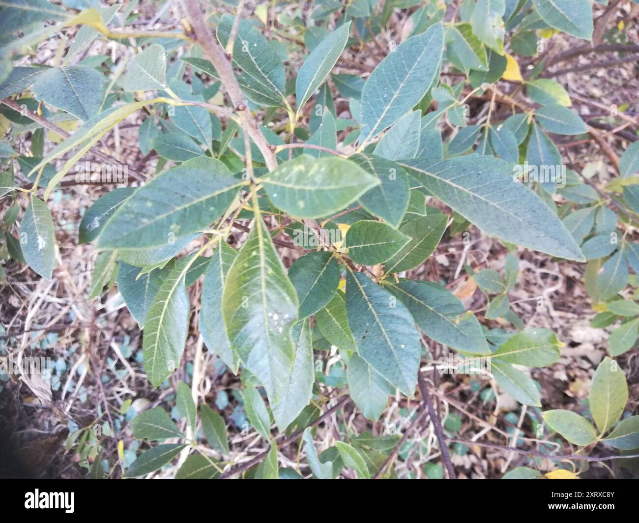 Wild currant (Searsia tomentosa) Plantae Stock Photo - Alamy