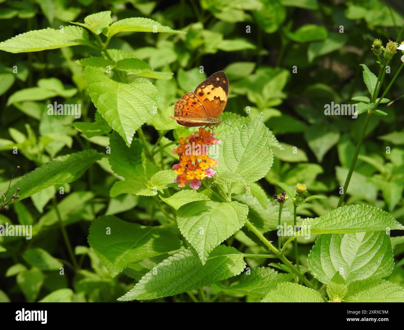 Rustic (Cupha erymanthis) Insecta Stock Photo - Alamy