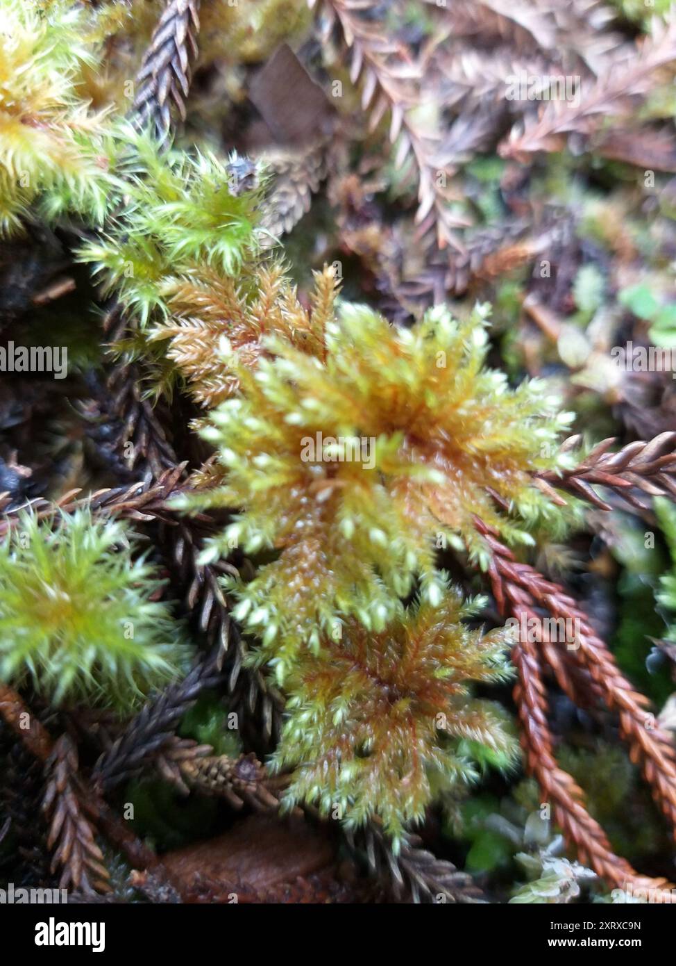 (Hypnodendron arcuatum) Plantae Stock Photo - Alamy