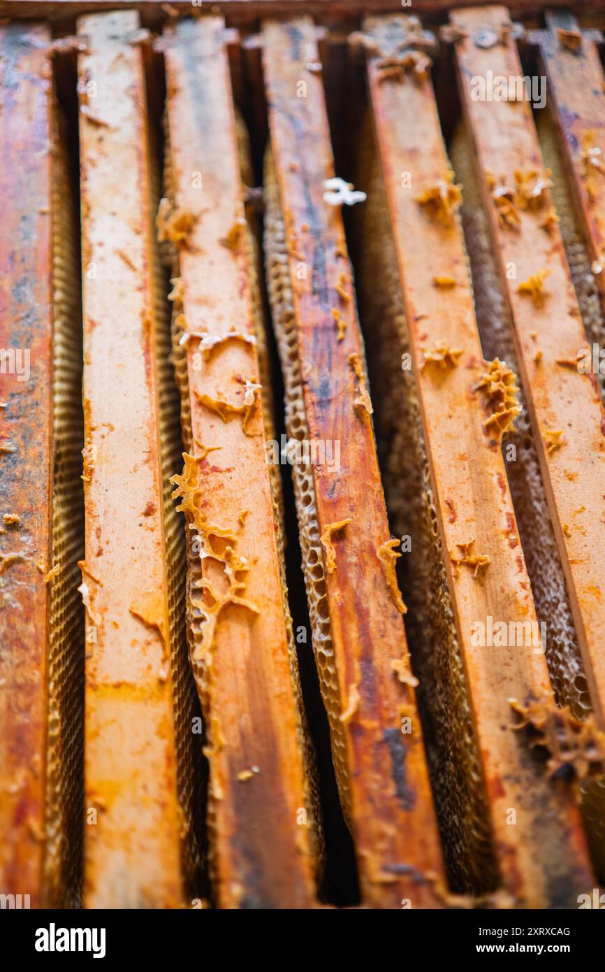 Colony framework hi-res stock photography and images - Alamy