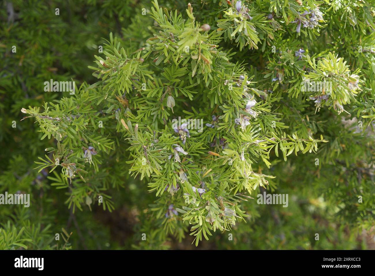 Texas lignum-vitae (Guaiacum angustifolium) Plantae Stock Photo - Alamy