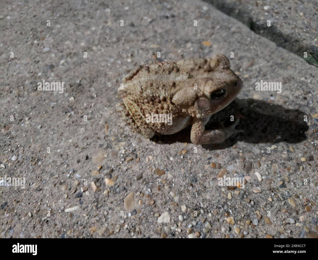 Fowler's Toad (Anaxyrus fowleri) Amphibia Stock Photo - Alamy