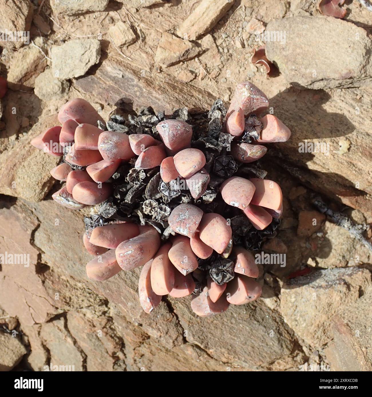 (Cerochlamys pachyphylla) Plantae Stock Photo - Alamy