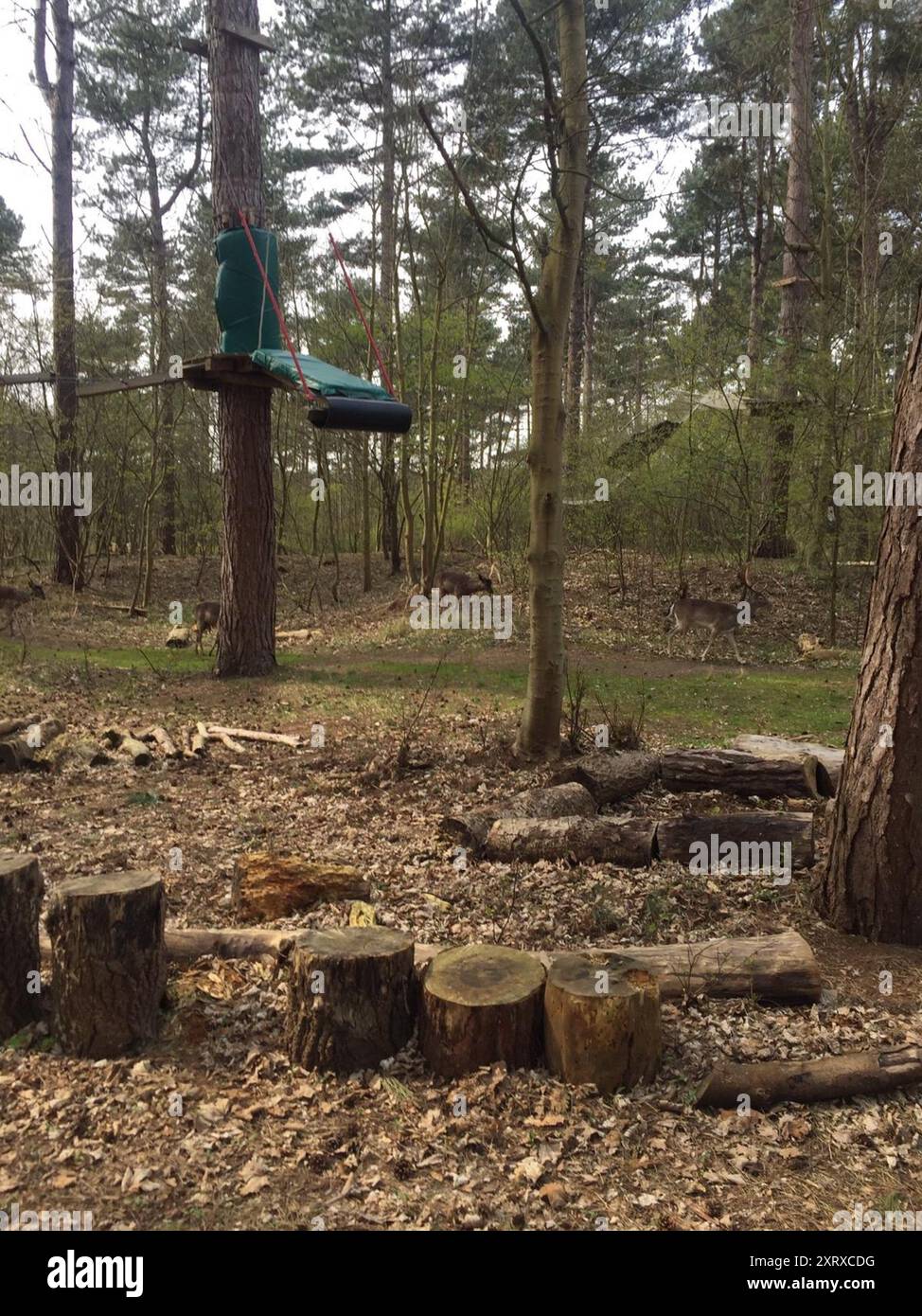 European Fallow Deer (Dama dama) Mammalia Stock Photo - Alamy