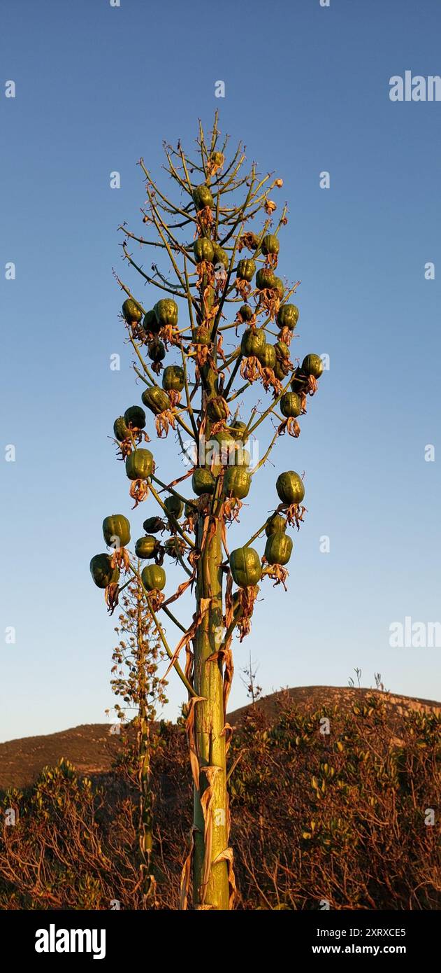 chaparral yucca (Hesperoyucca whipplei) Plantae Stock Photo - Alamy