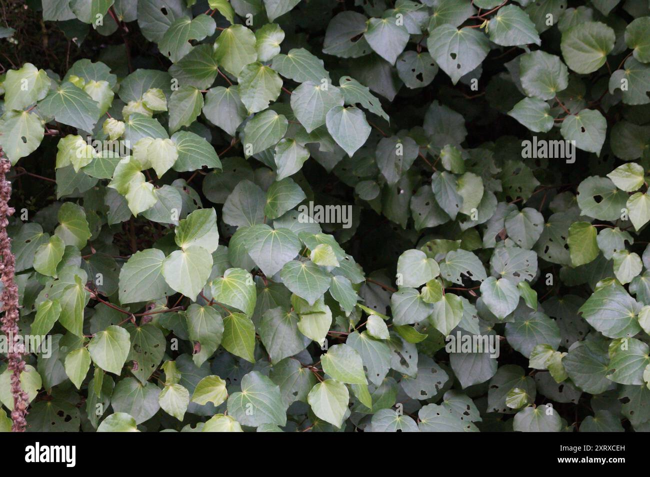 Kawakawa (Piper excelsum) Plantae Stock Photo - Alamy