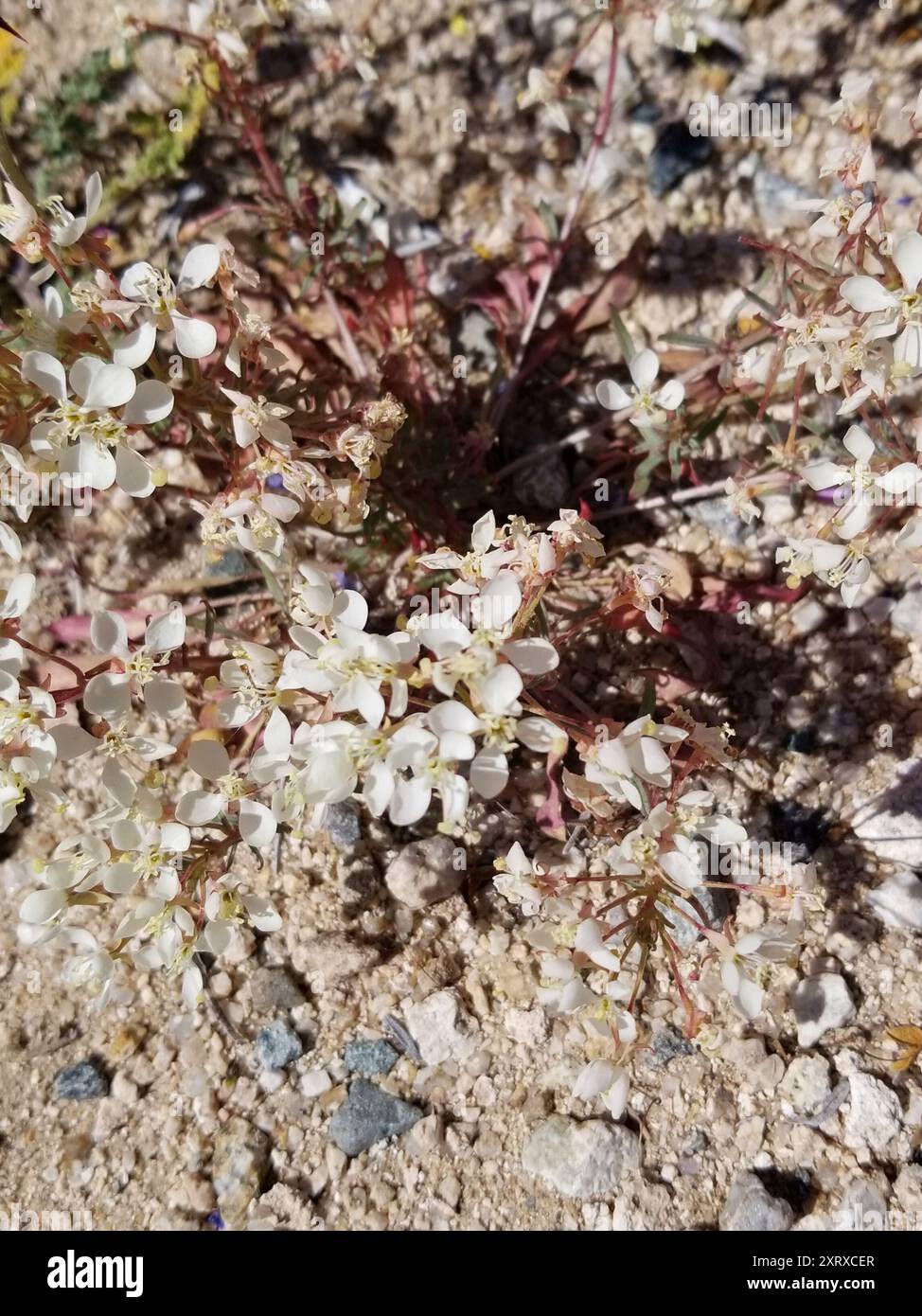 Booth's Evening Primrose (Eremothera boothii) Plantae Stock Photo - Alamy