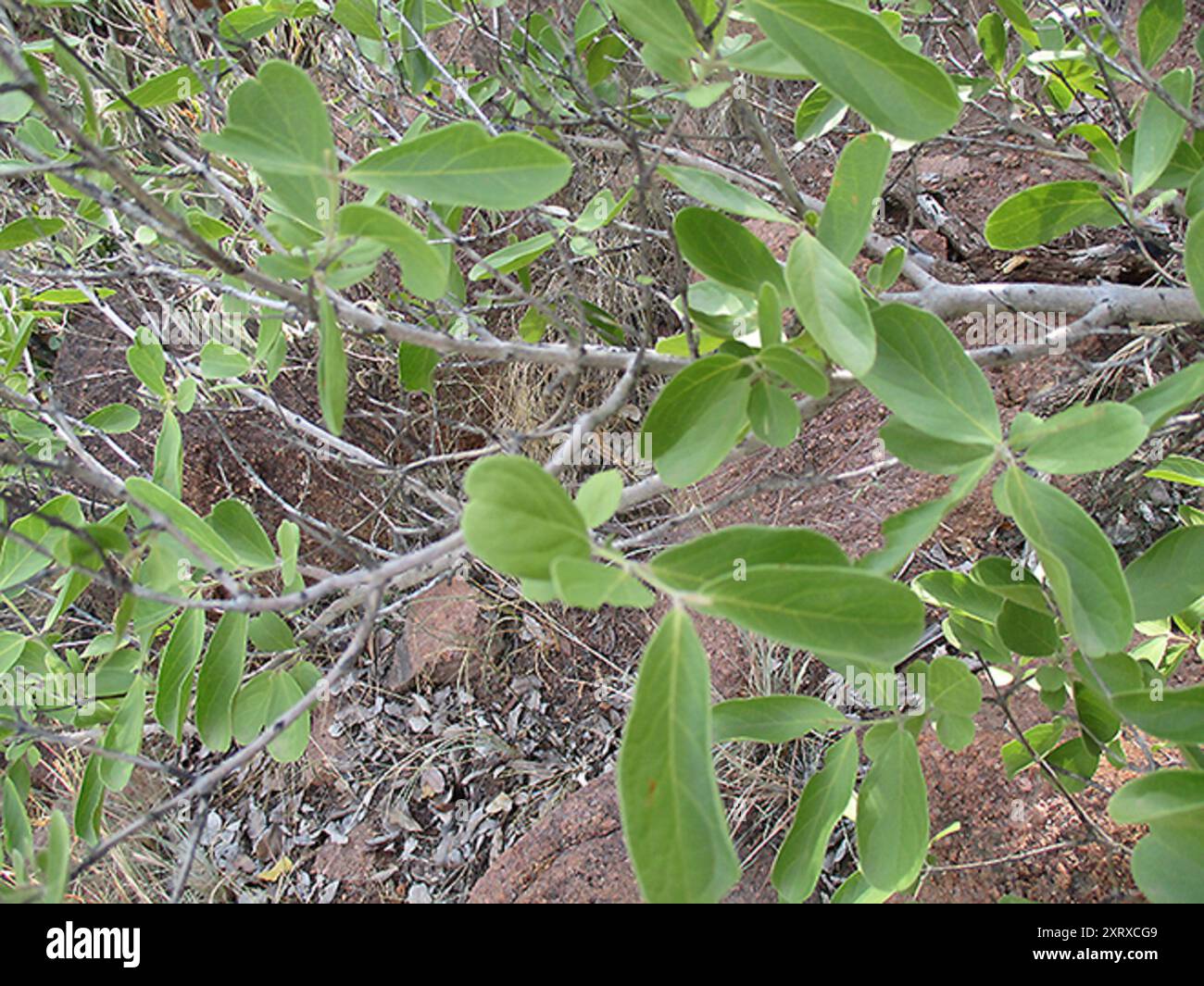Largefruit Bushwillow (Combretum zeyheri) Plantae Stock Photo - Alamy