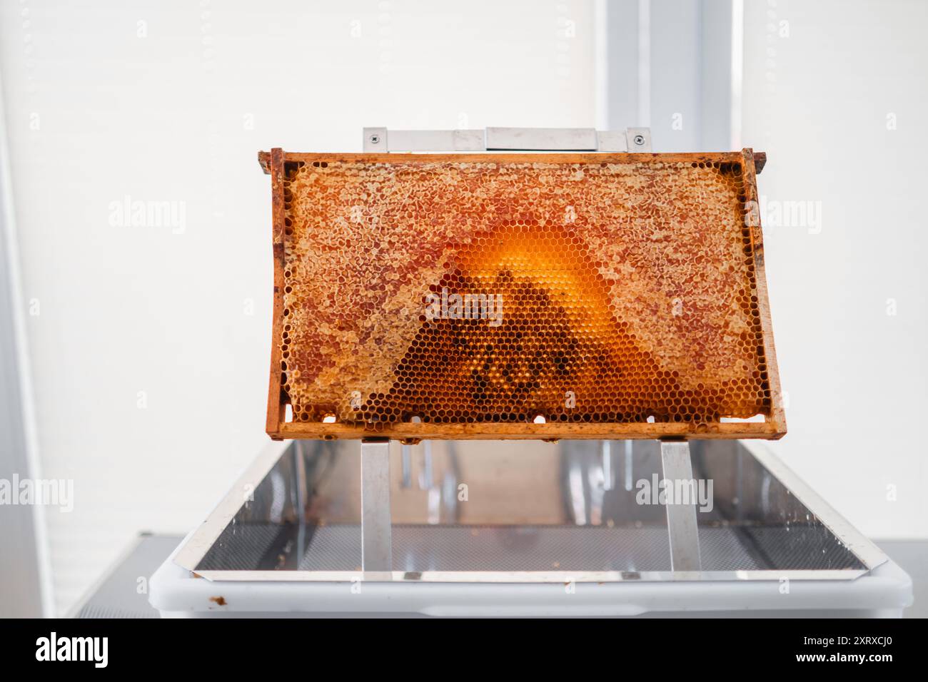 Hive Frame of a Beehive with Filled and Capped Honeycombs on a ...