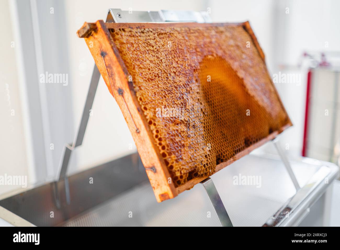 Hive Frame of a Beehive with Filled and Capped Honeycombs on a ...