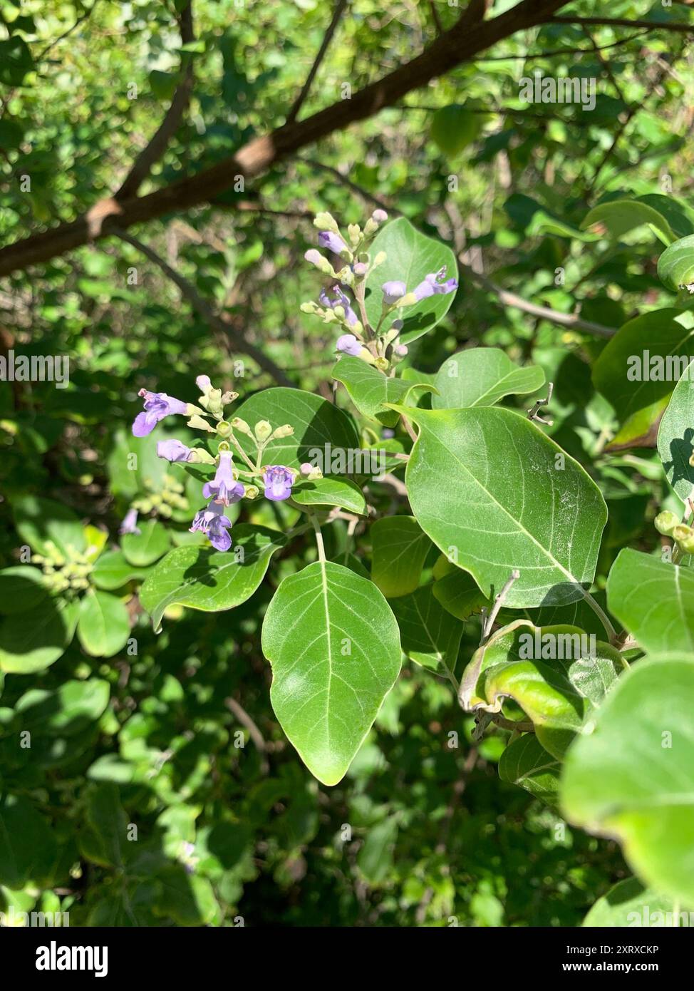 simpleleaf chastetree (Vitex trifolia) Plantae Stock Photo - Alamy