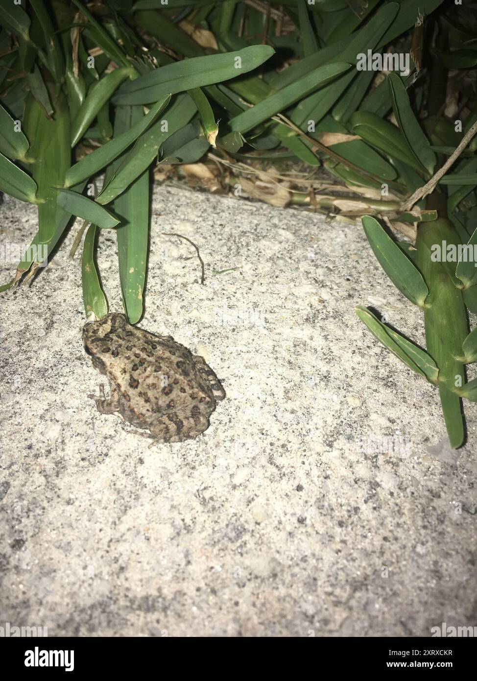 Cane Toad (Rhinella marina) Amphibia Stock Photo - Alamy