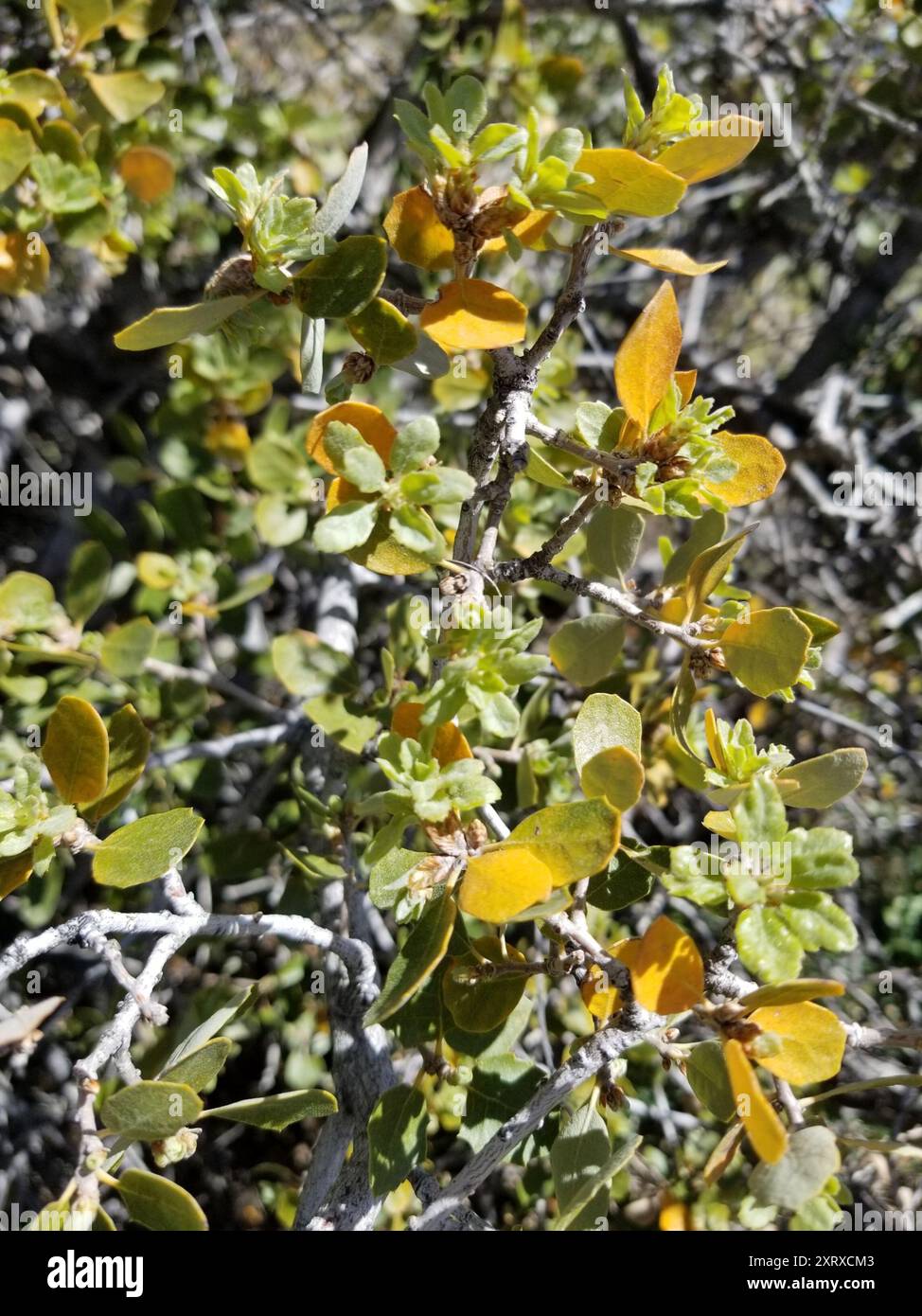 Muller's oak (Quercus cornelius-mulleri) Plantae Stock Photo - Alamy