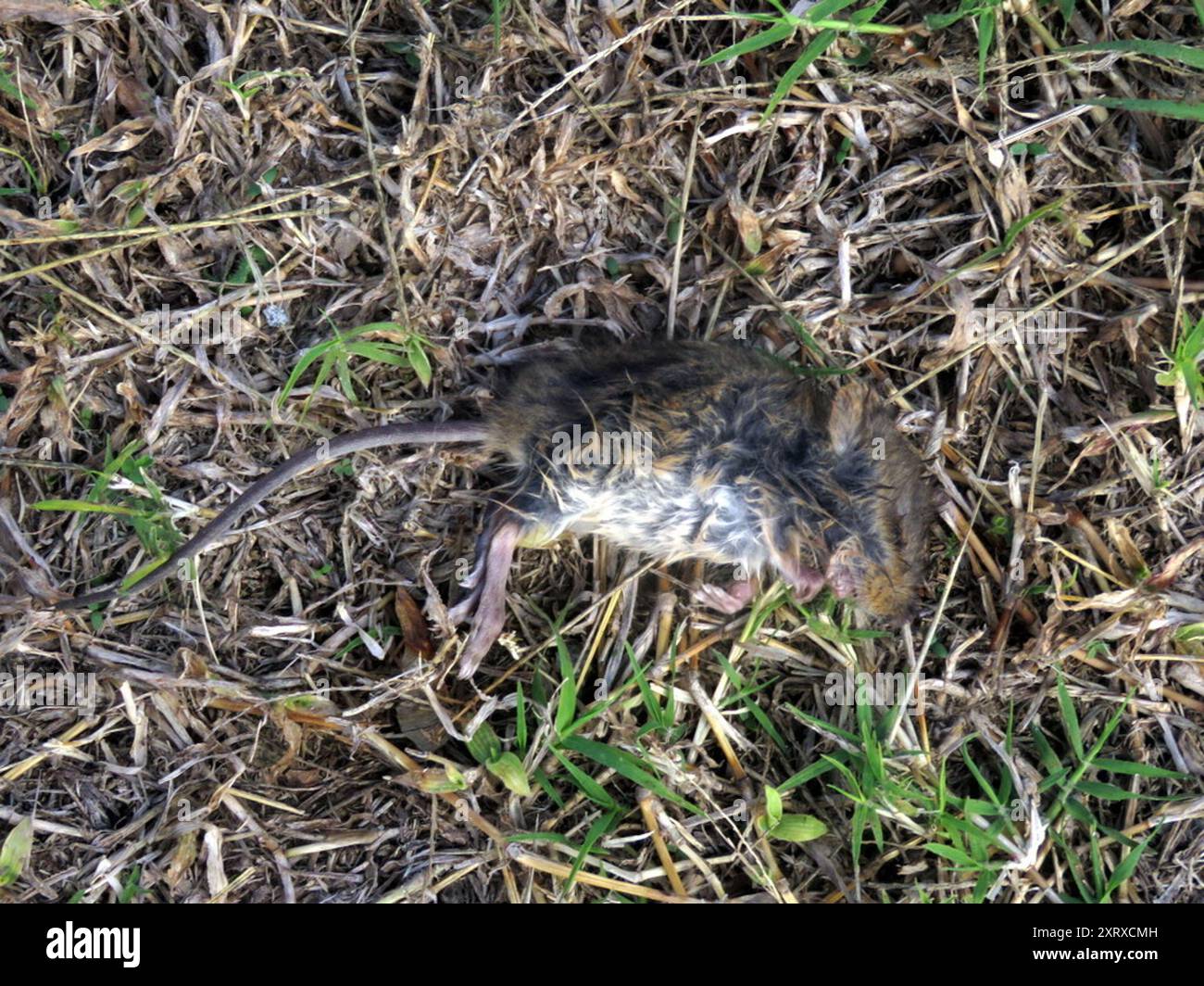 Rodents (Rodentia) Mammalia Stock Photo - Alamy
