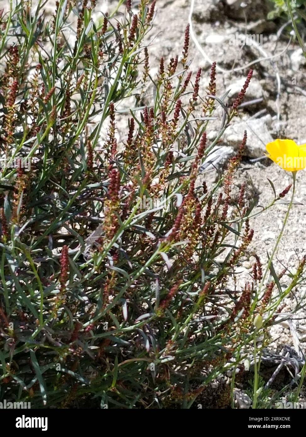Narrow-leaved Stillingia (Stillingia linearifolia) Plantae Stock Photo ...