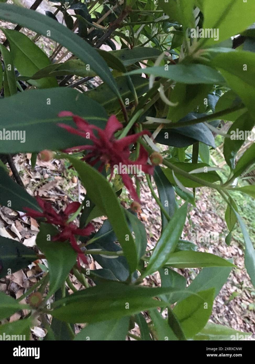 Florida Anise (Illicium floridanum) Plantae Stock Photo - Alamy