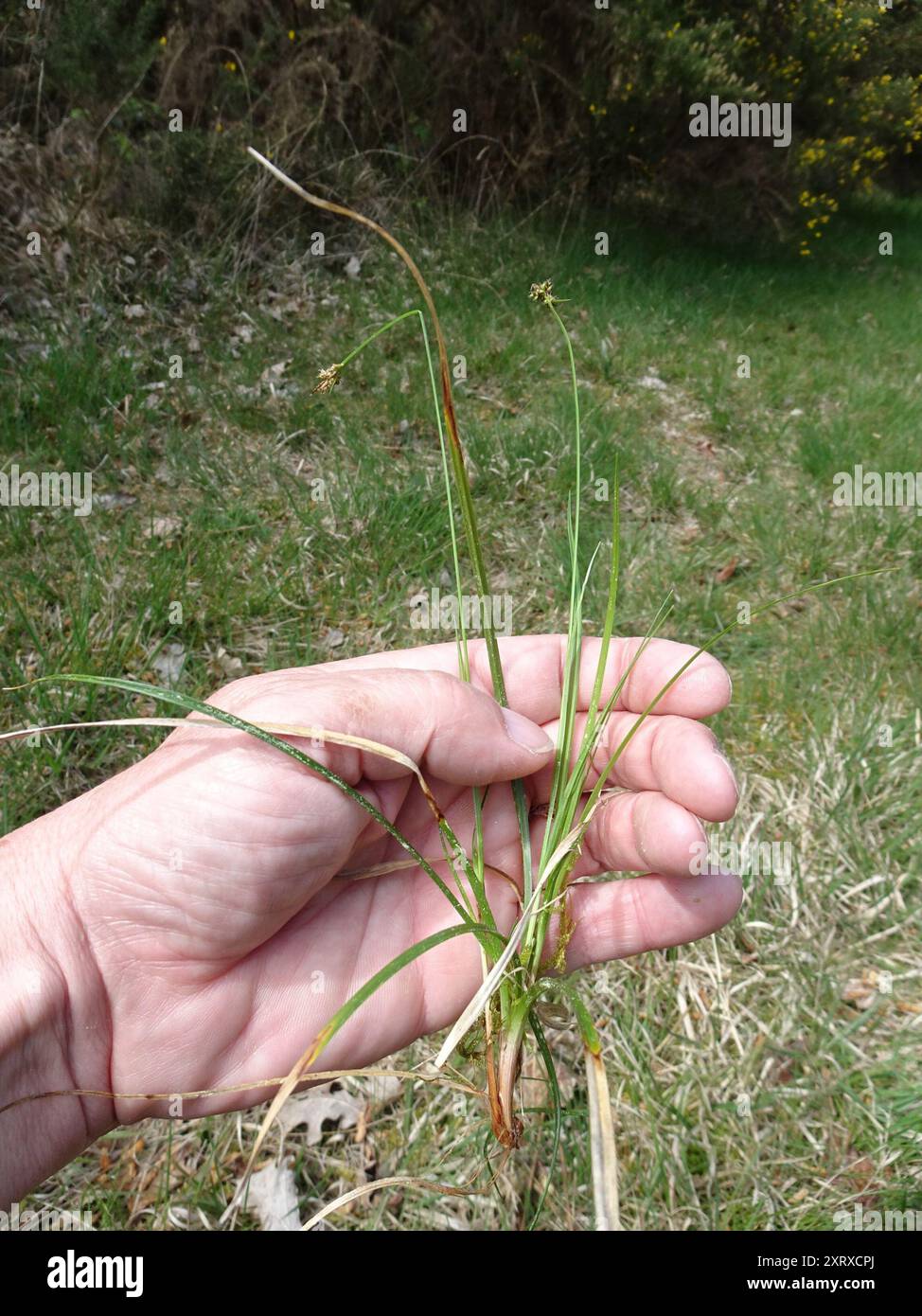 Pill Sedge (Carex pilulifera) Plantae Stock Photo - Alamy