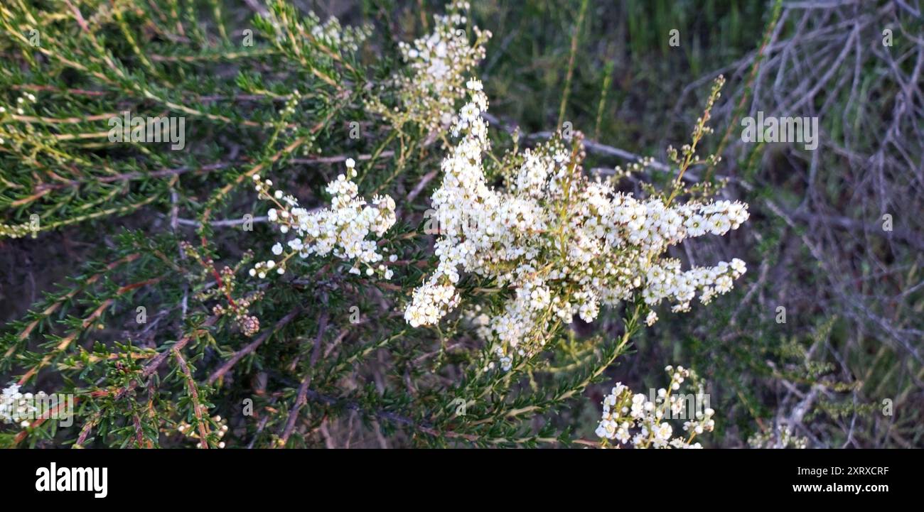 chamise (Adenostoma fasciculatum) Plantae Stock Photo - Alamy
