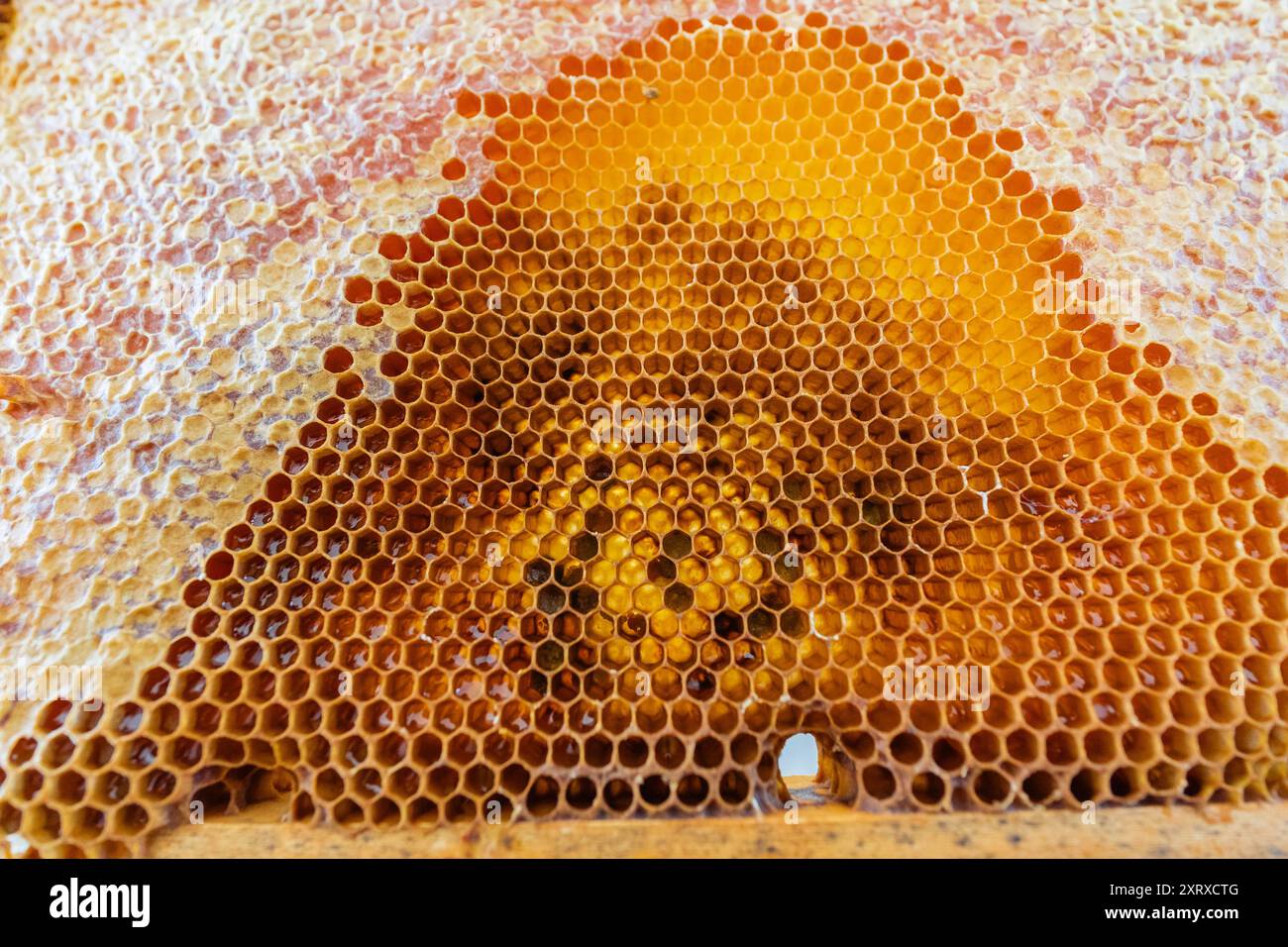 Yellow Honeycombs of a Beehive Partly Filled and Partly Empty Stock ...
