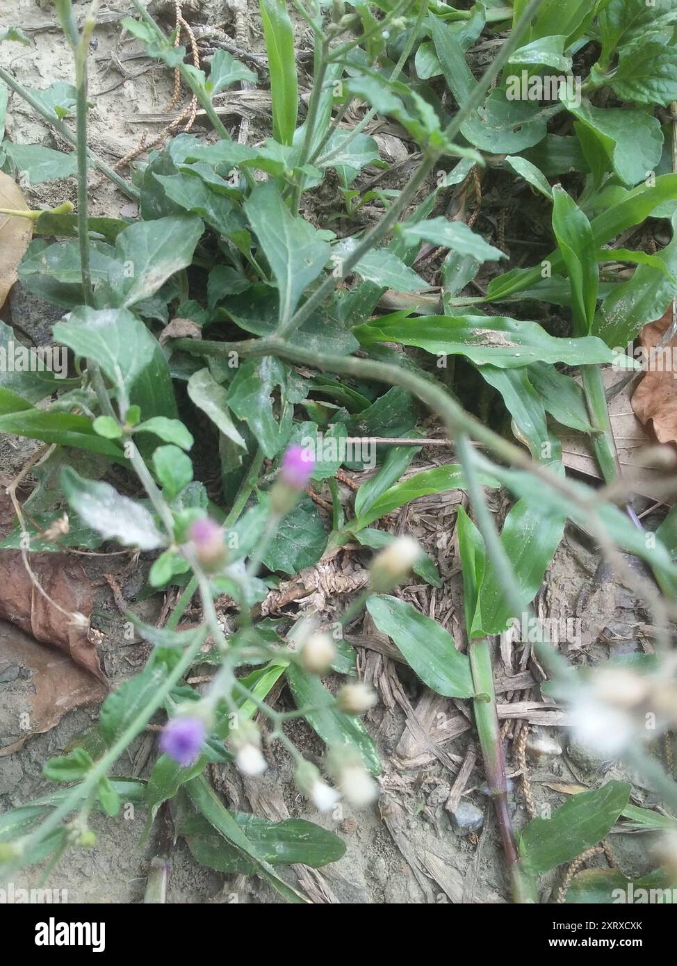 little ironweed (Cyanthillium cinereum) Plantae Stock Photo - Alamy