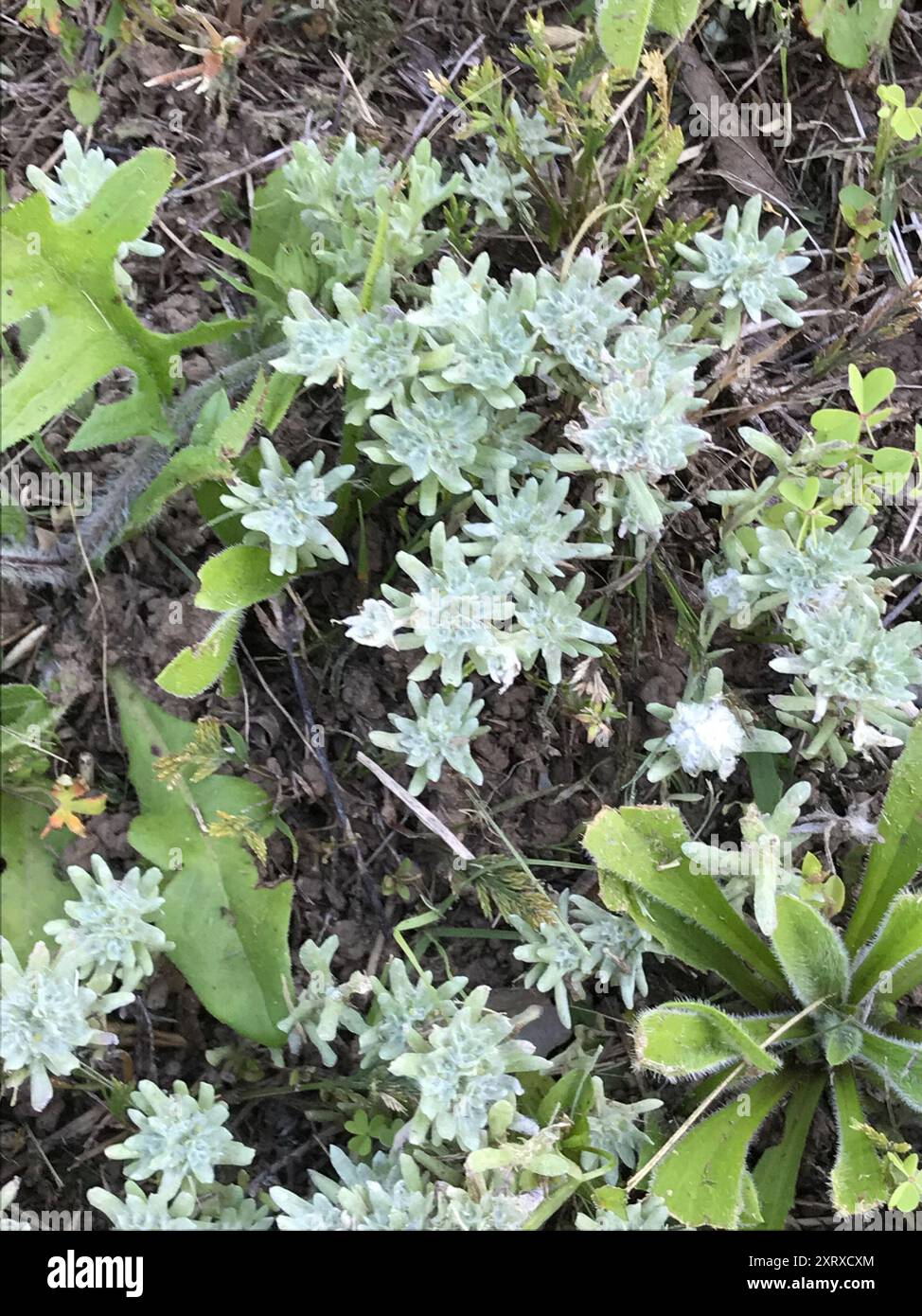 flathead rabbit tobacco (Diaperia prolifera) Plantae Stock Photo - Alamy