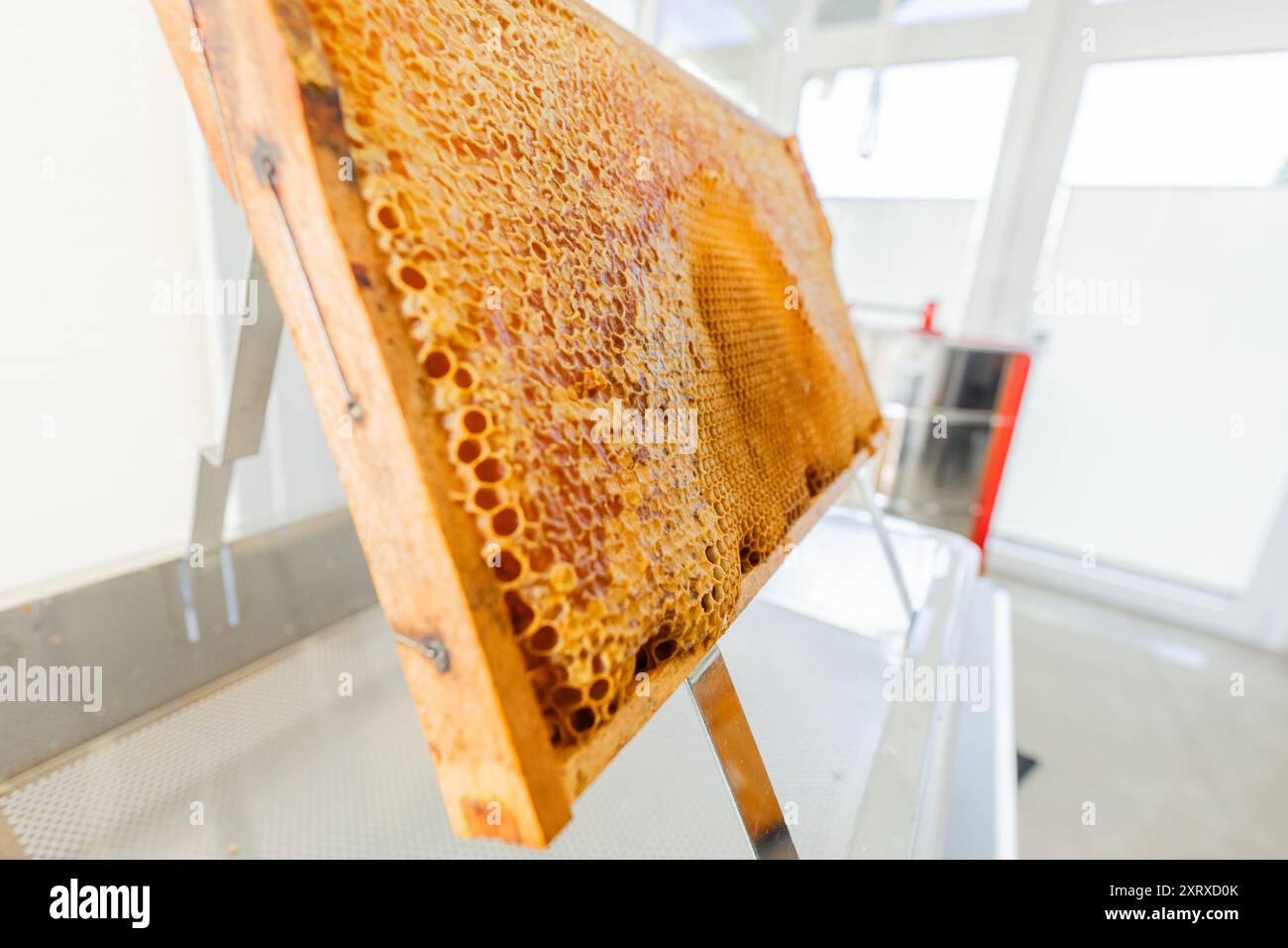Capped Beehive Frame of a Beehive Standing on a Uncapping Tray Stand ...