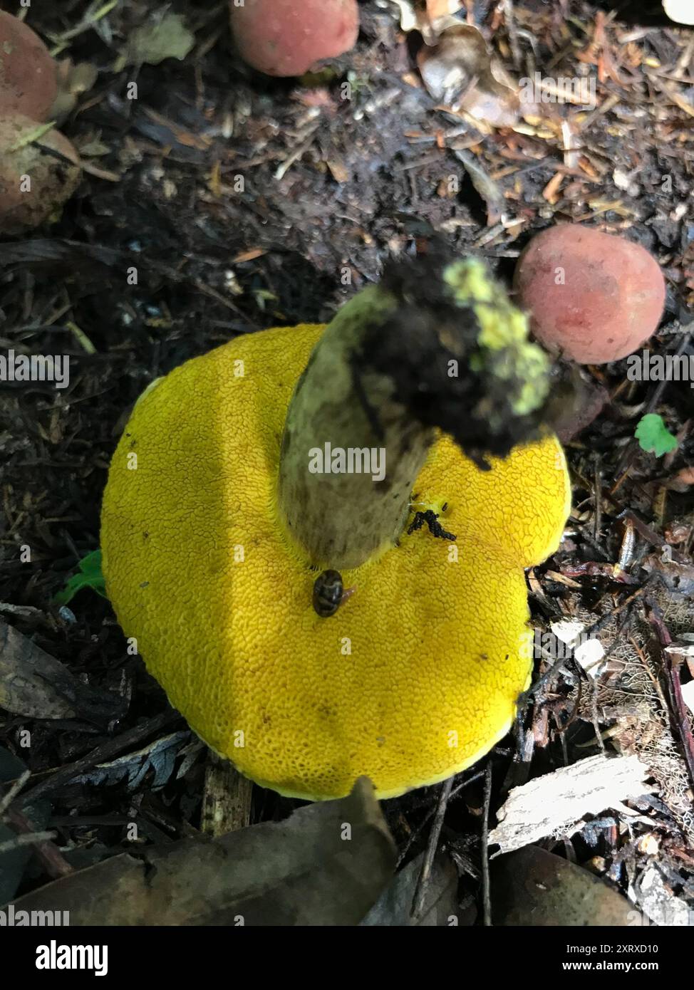 boletes (Boletaceae) Fungi Stock Photo - Alamy