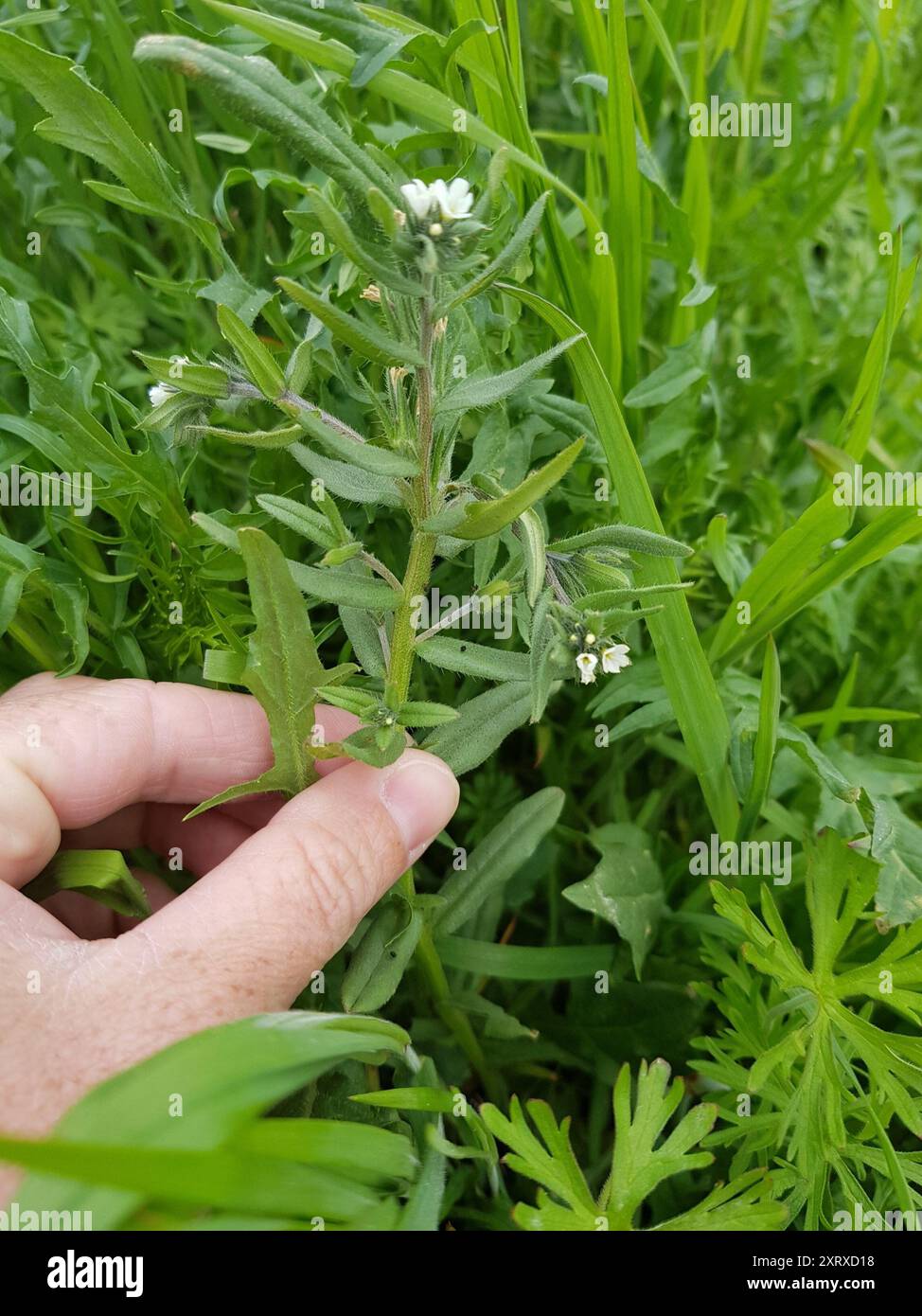 corn gromwell (Buglossoides arvensis) Plantae Stock Photo - Alamy