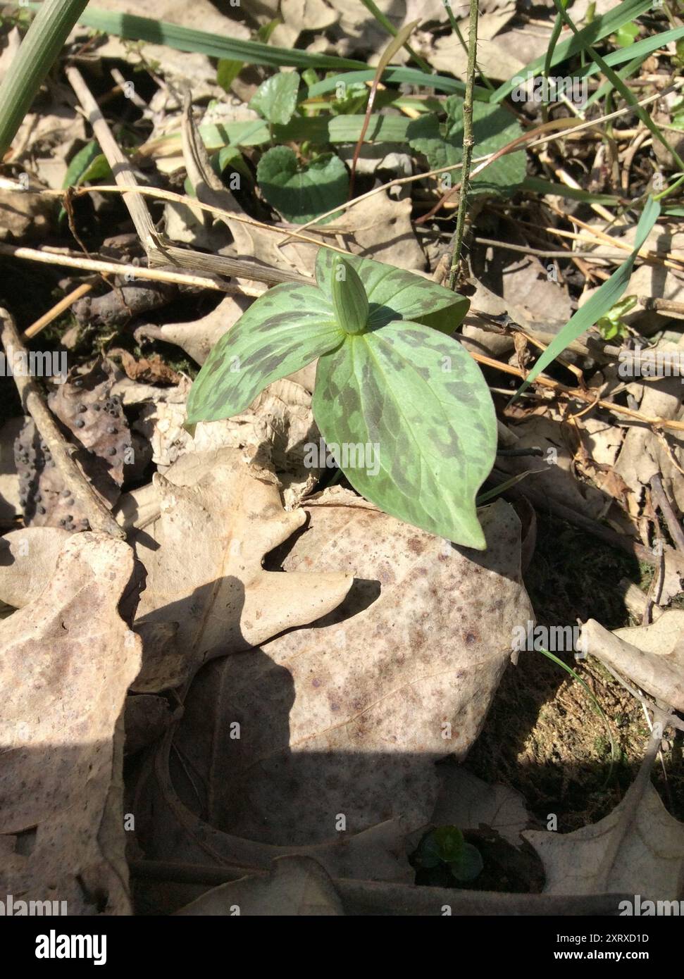 toadshade (Trillium sessile) Plantae Stock Photo - Alamy