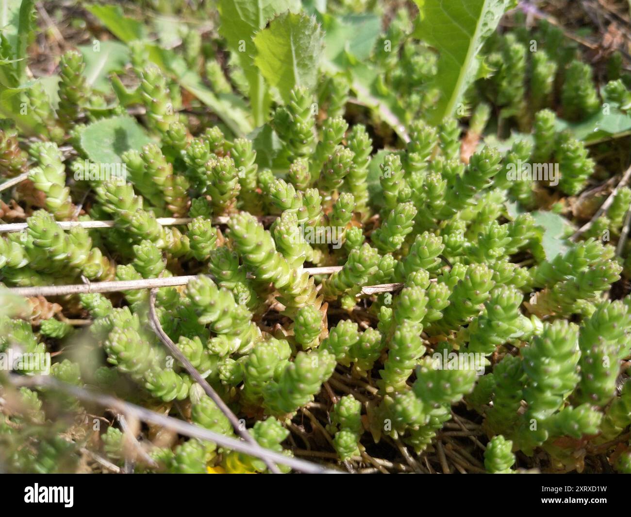 Biting Stonecrop (Sedum acre) Plantae Stock Photo - Alamy