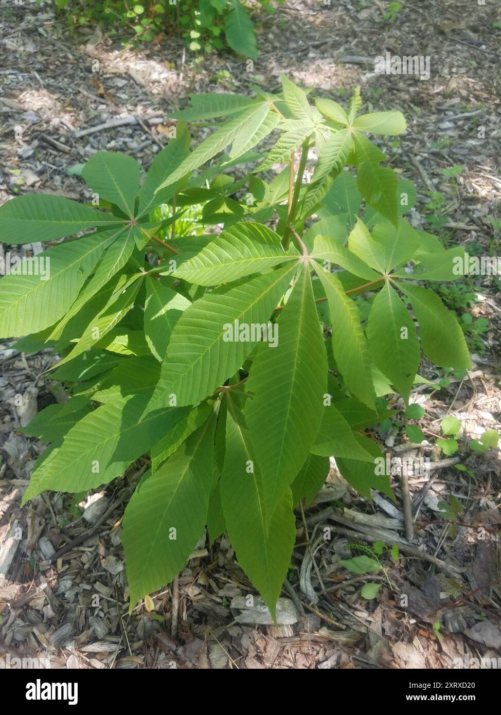 yellow buckeye (Aesculus flava) Plantae Stock Photo - Alamy