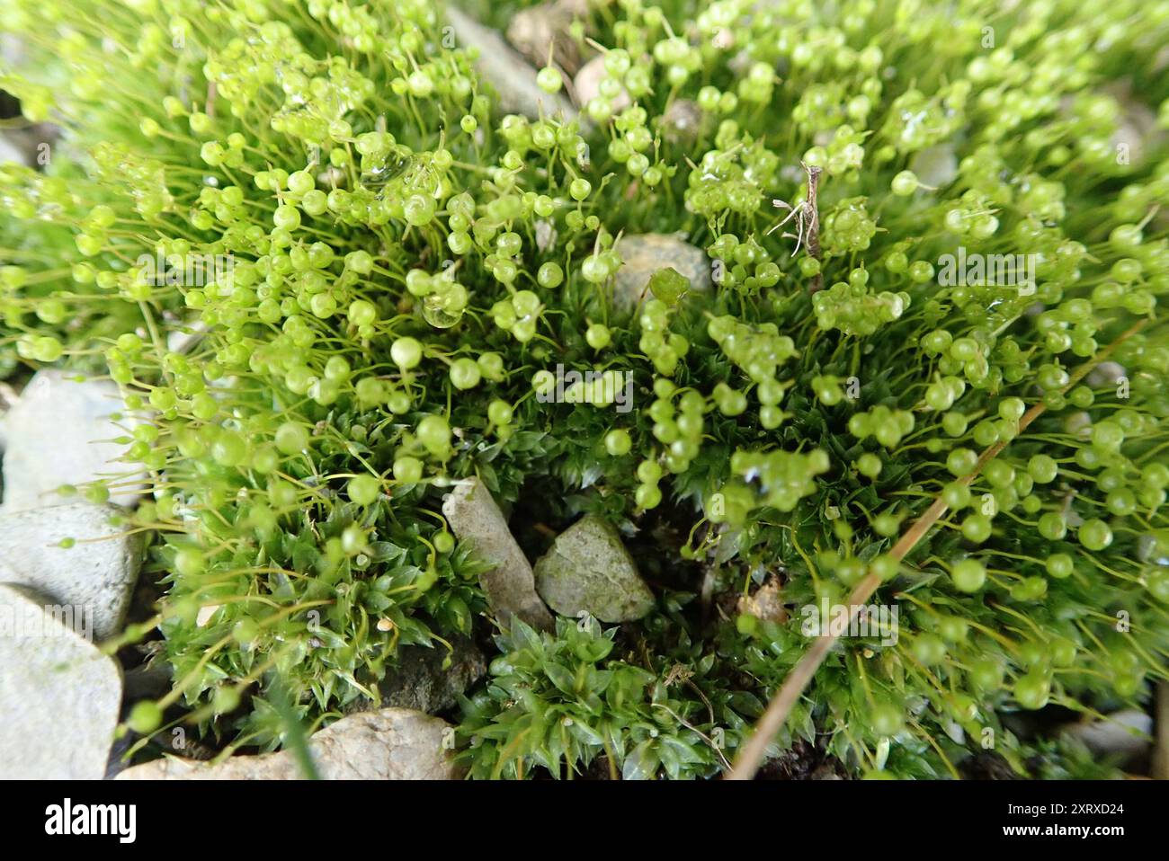 common bladder moss (Physcomitrium pyriforme) Plantae Stock Photo - Alamy
