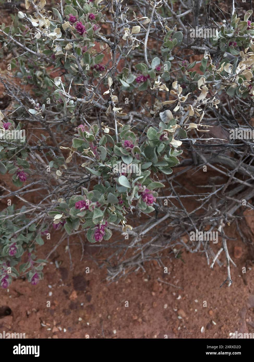 Shadscale Saltbush (Atriplex confertifolia) Plantae Stock Photo - Alamy