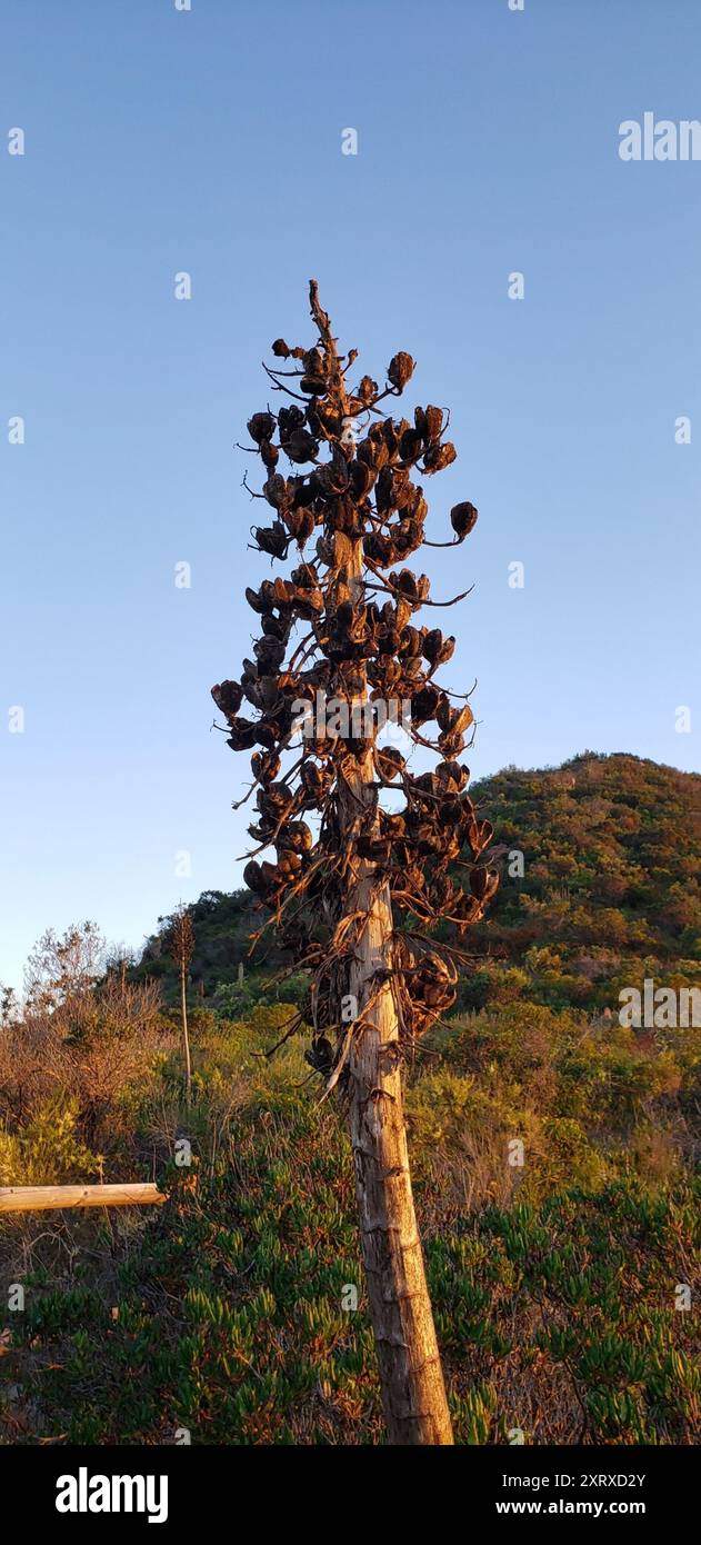 chaparral yucca (Hesperoyucca whipplei) Plantae Stock Photo - Alamy