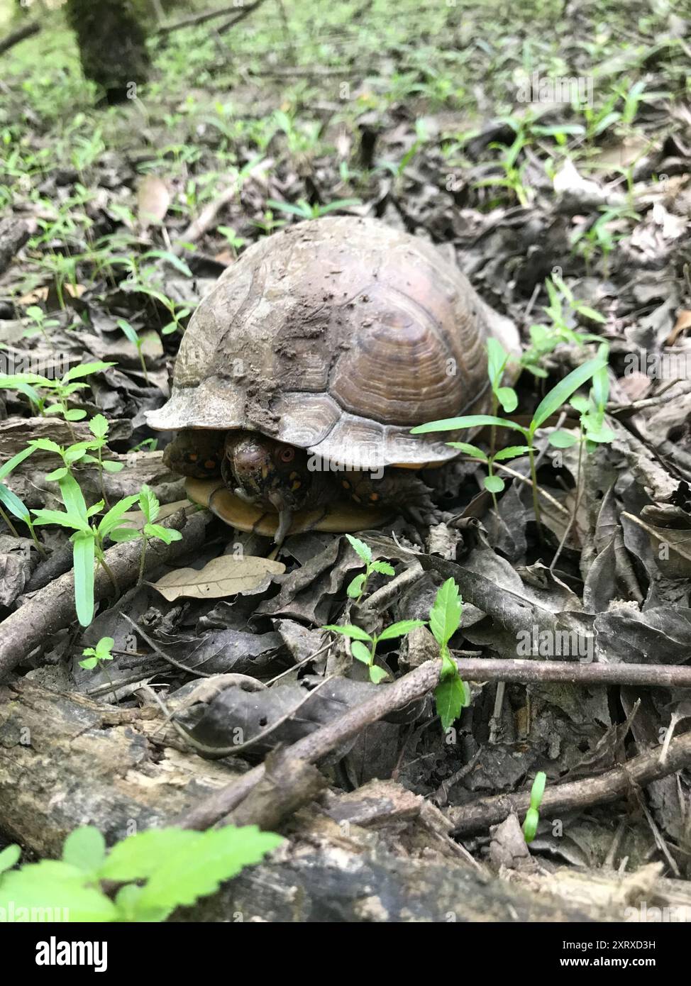 Three-toed Box Turtle (Terrapene triunguis) Reptilia Stock Photo - Alamy