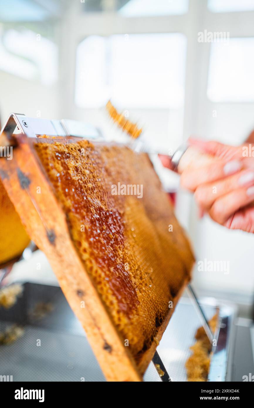 Honeybee hive with honey filled cells hi-res stock photography and ...